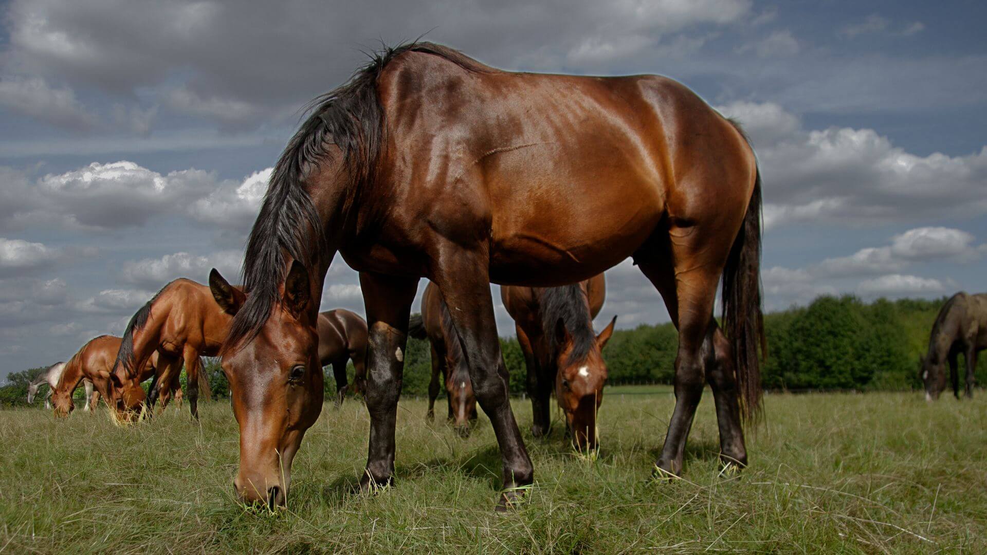 Equine Digital Radiology In Wausau, WI | Wisonsin Valley Vet