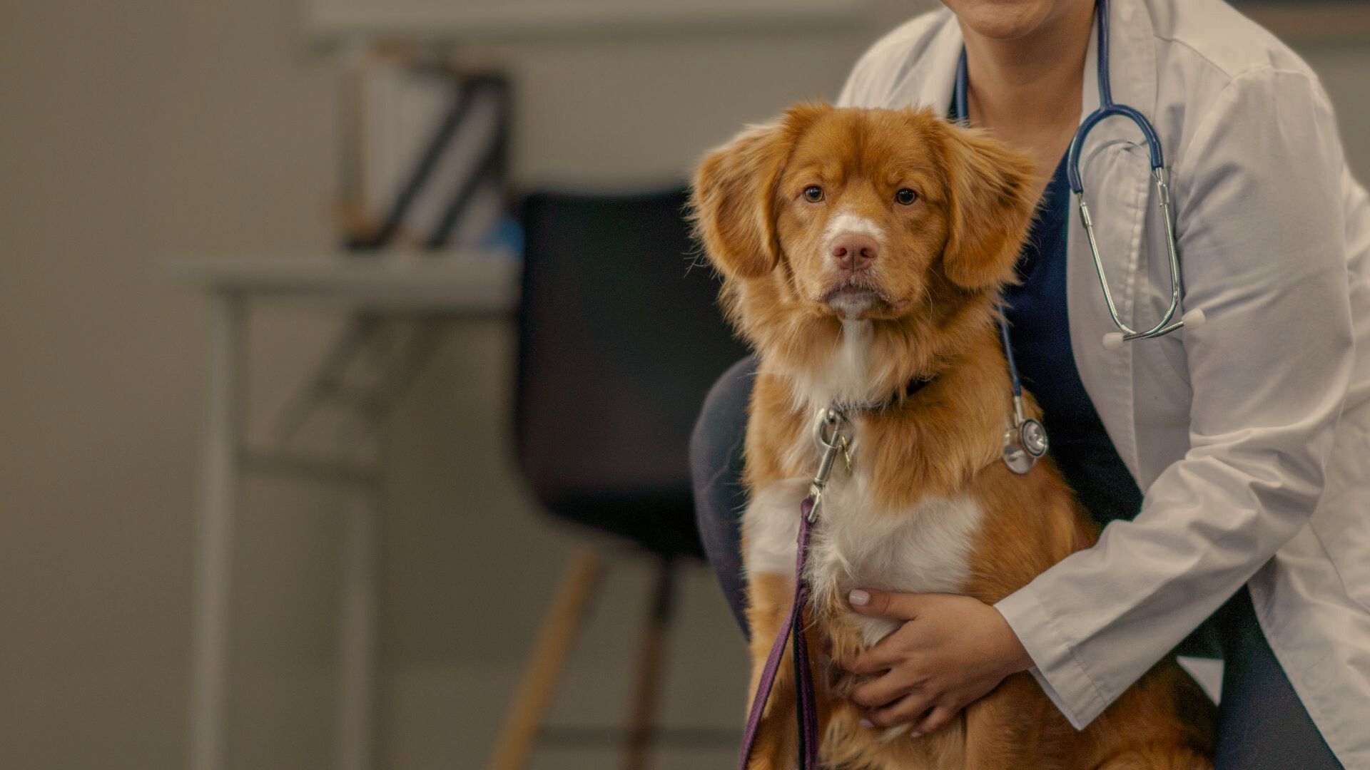 Wausau, WI Veterinary Services | Wisconsin Valley Veterinary