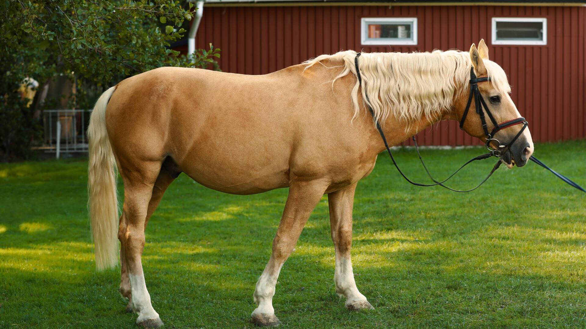 Equine Exams And Preventative Medicine In Wausau, WI | WVVS