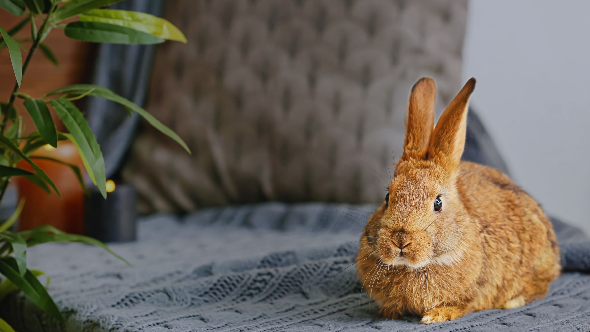 Wausau, WI Other Species Veterinary Services | WVVS